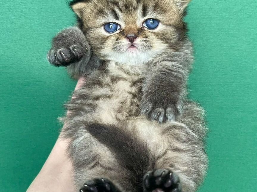 Персидская шиншилла