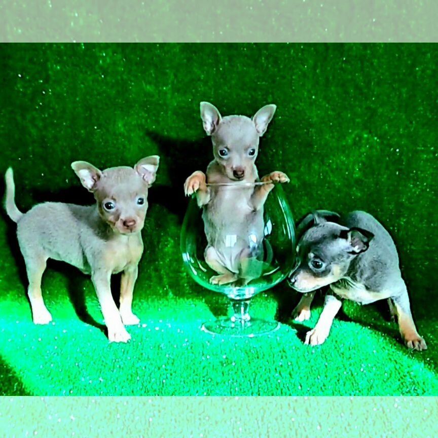 Той-терьер Девочки