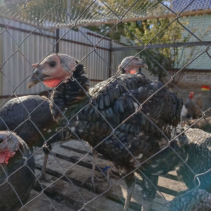 Семья индюшек