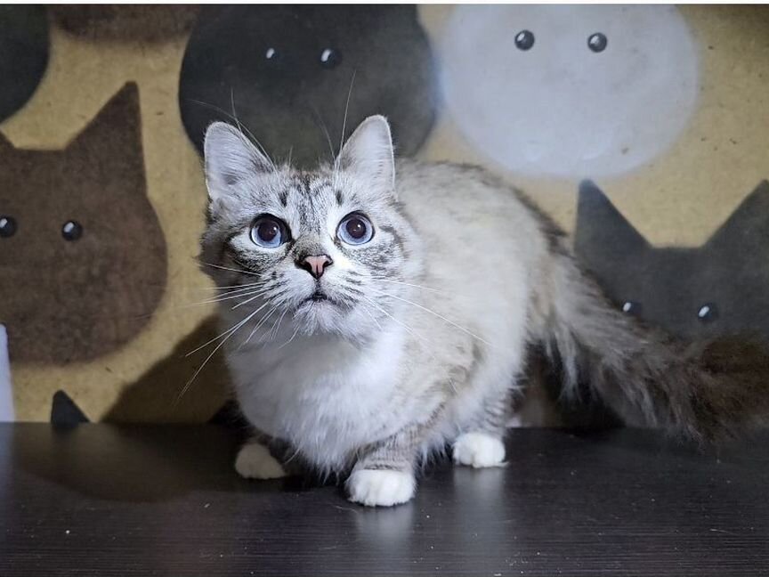 Ласковая кошечка Герда ищет дом