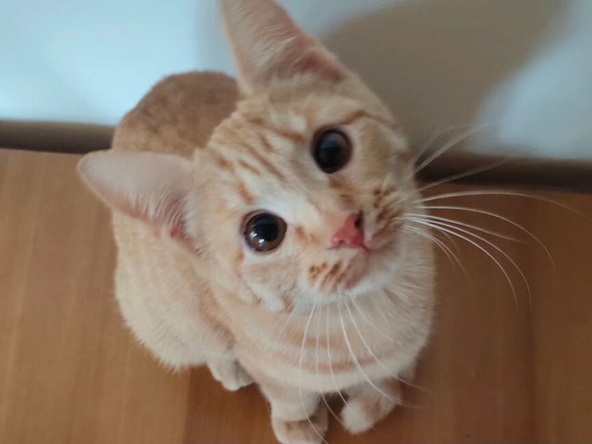 Которебенок в добрые руки