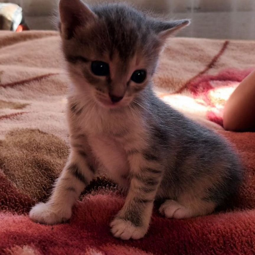 Котята без породы