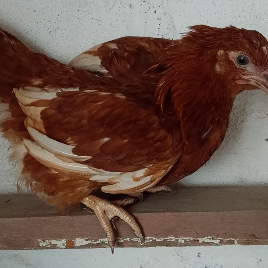 Куры несушки