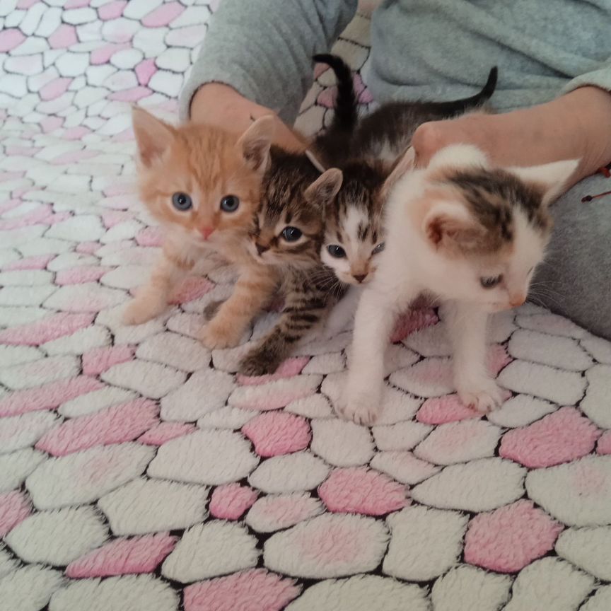 Котята в добрые руки