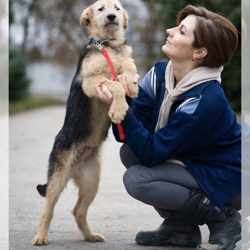 Щенок в добрые руки