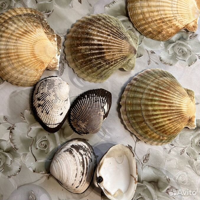 Ракушка морского гребешка,анадара,спизула
