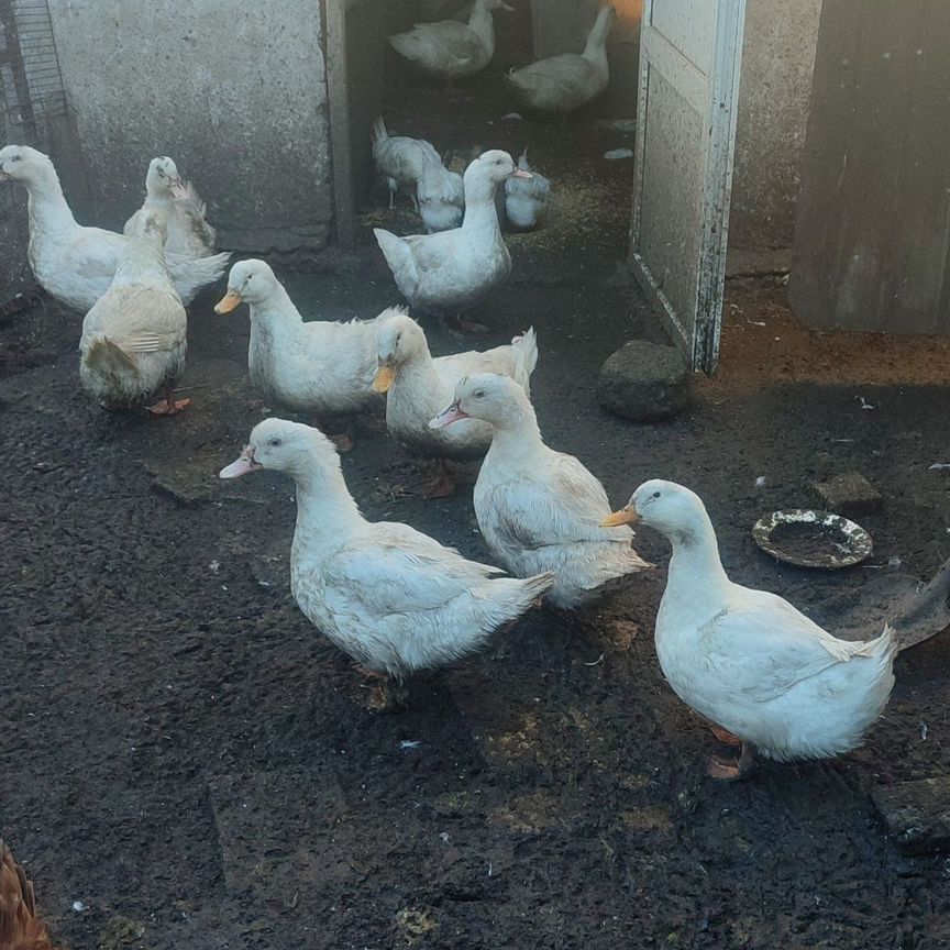 Продам уток