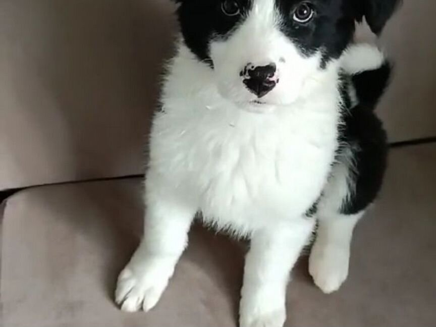 Щенок в добрые руки