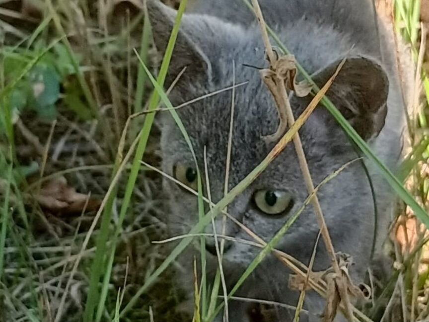 Кошечка