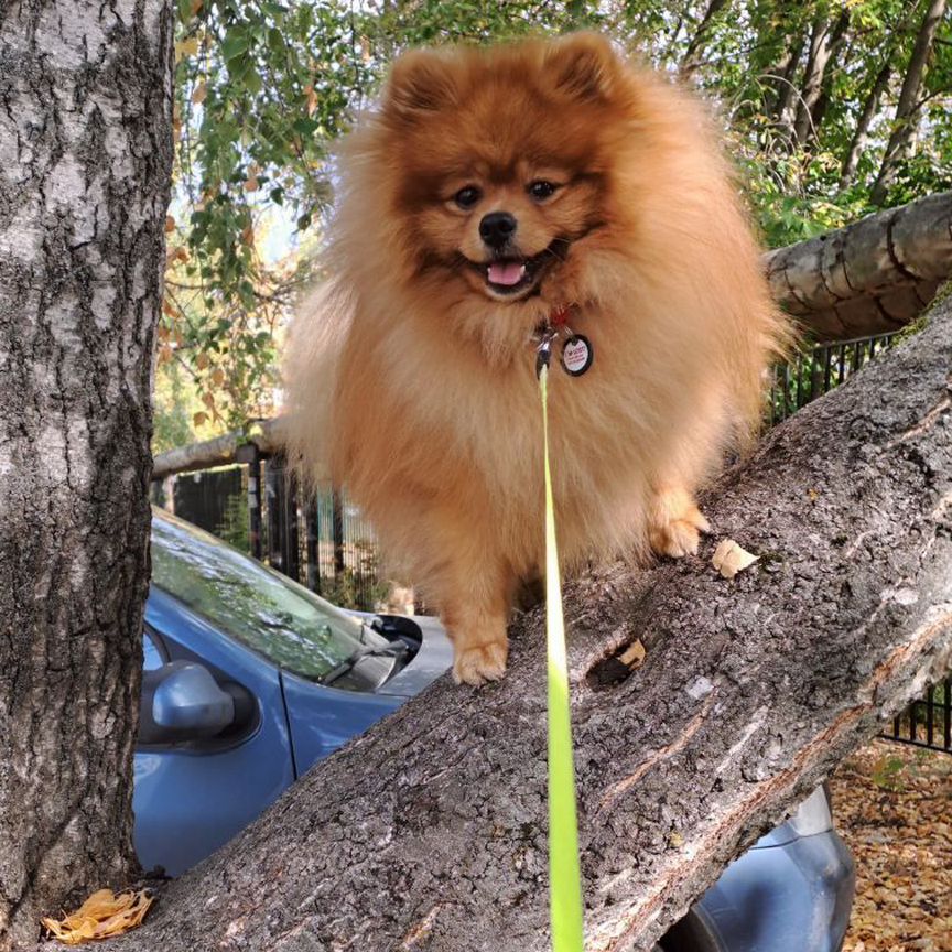 Шпиц немецкий малый. Вязка