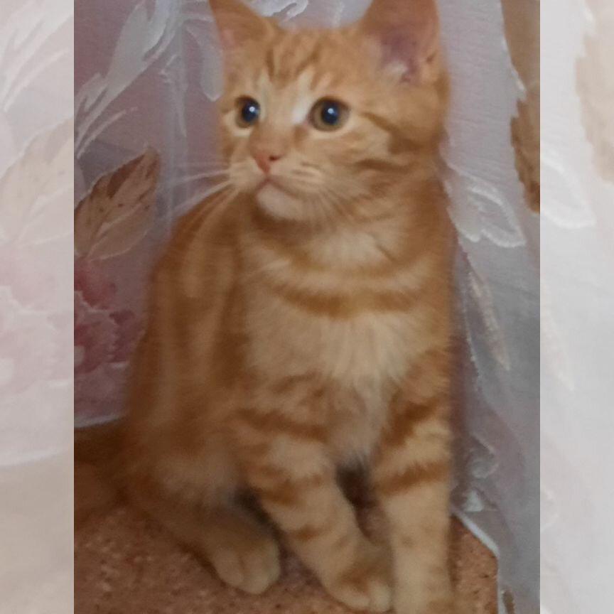 Котёнок в добрые руки