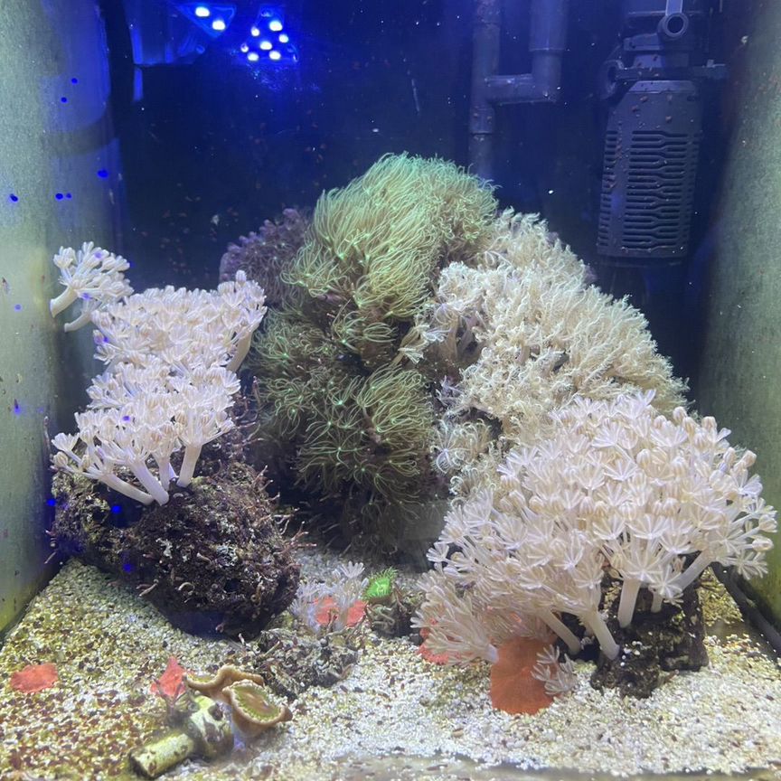 Корралы для аквариума