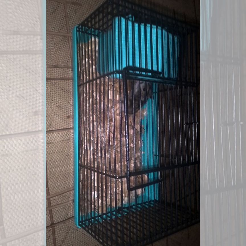 Отдам клетка для хомяка