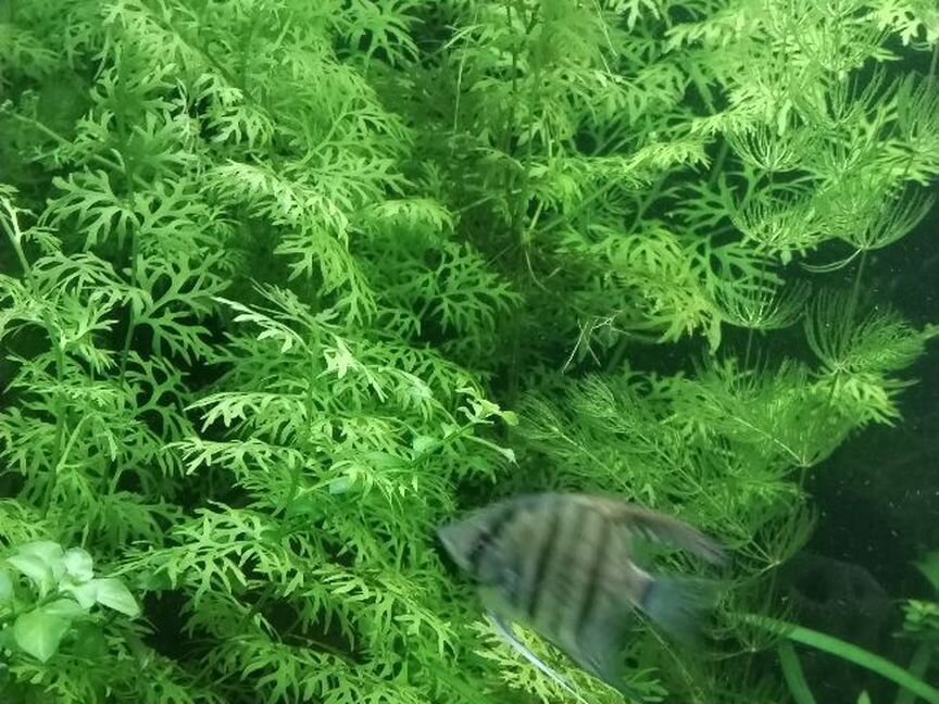 Индийский папоротник