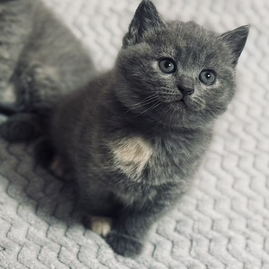 Британские котята
