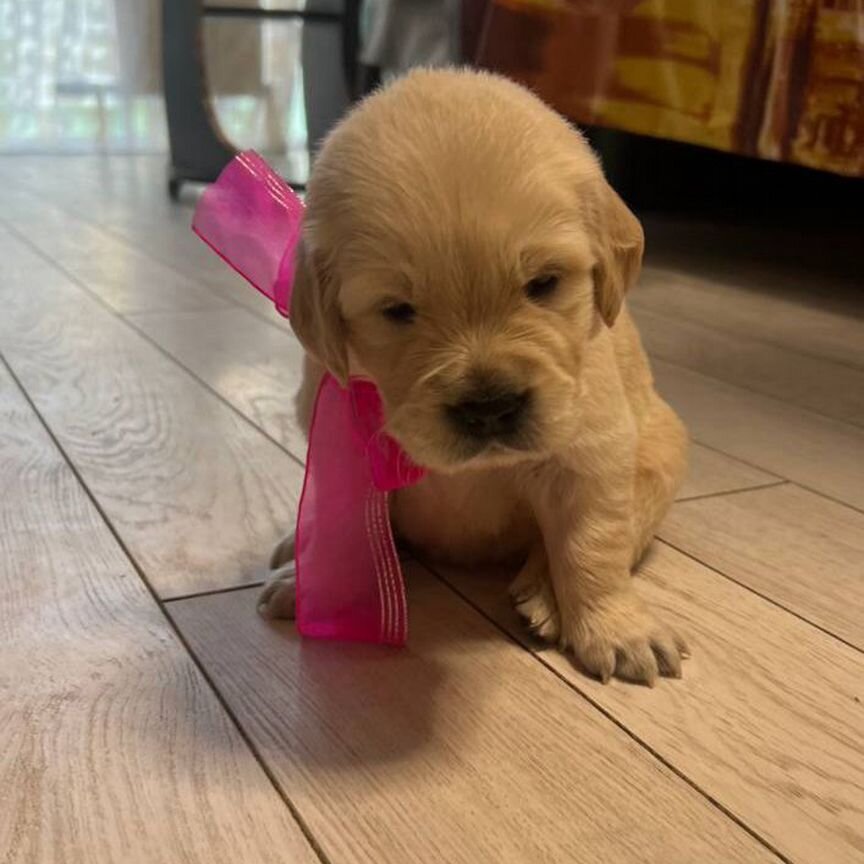 Золотистый ретривер в краснодаре