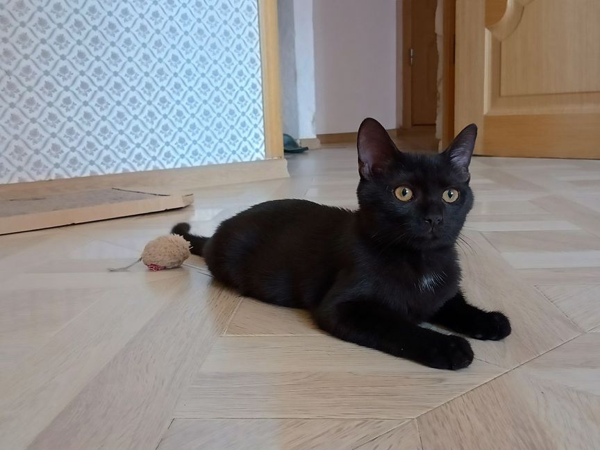 Котëнок