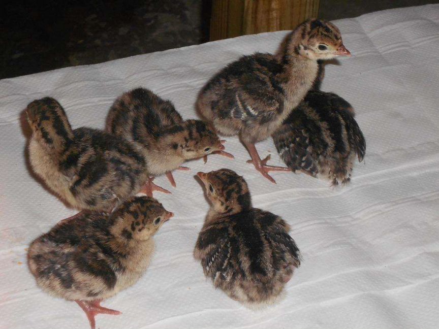 Индюшата суточные и подрошенные