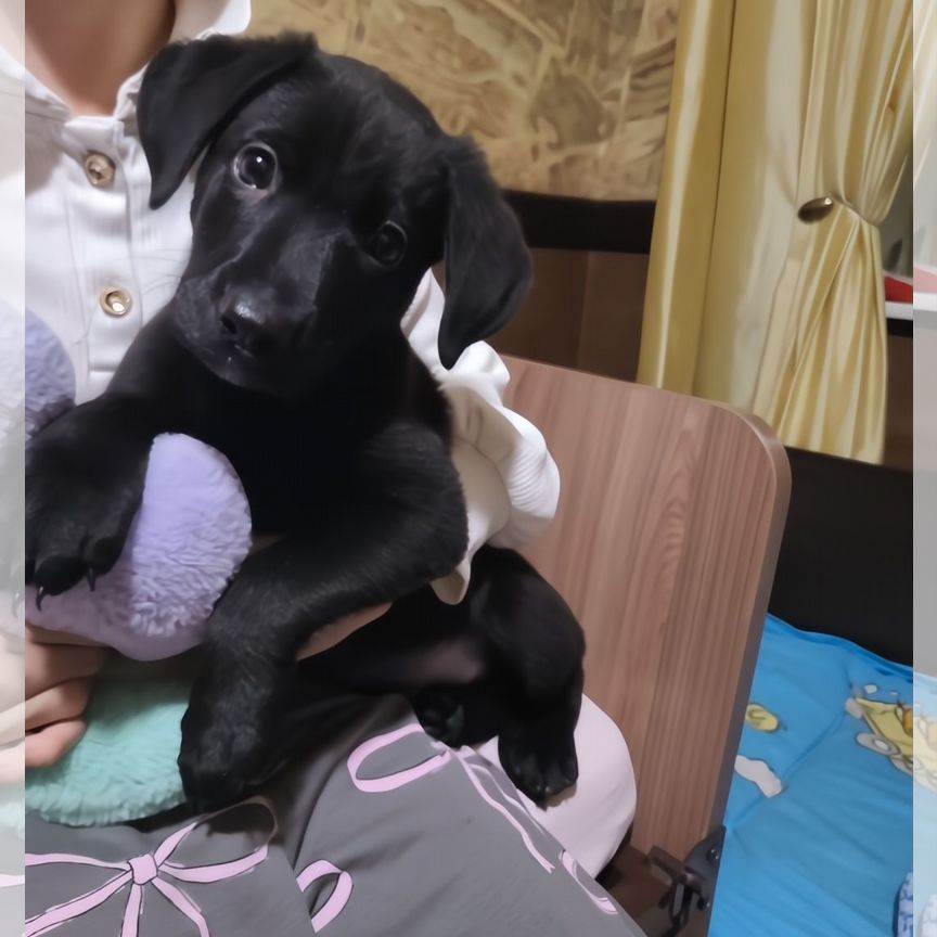 Щенок в добрые руки