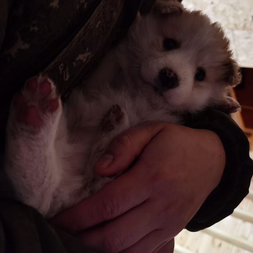 Собака дворняжка щенок