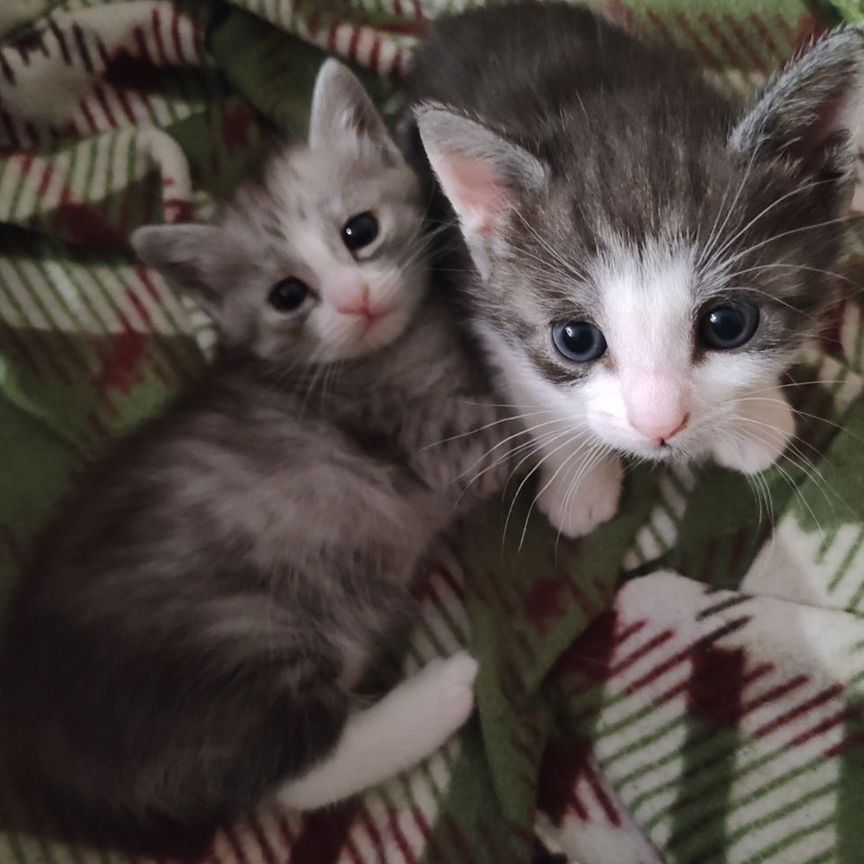 Шотландская помесь