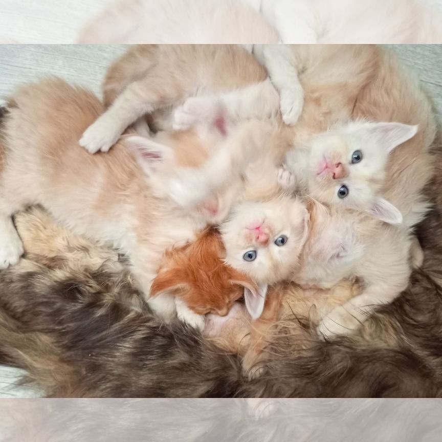Мейн-кун котёнок