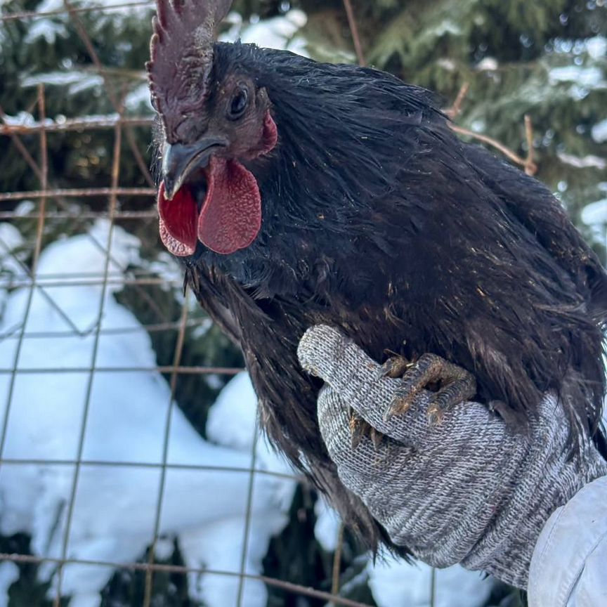 Петушок Ухейилюй