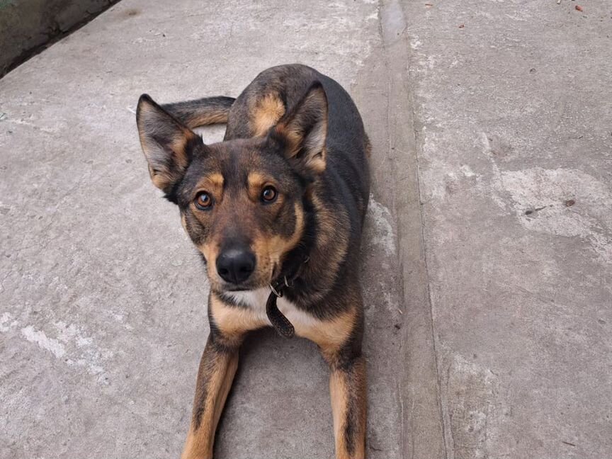 Замечательная девочка ищет дом