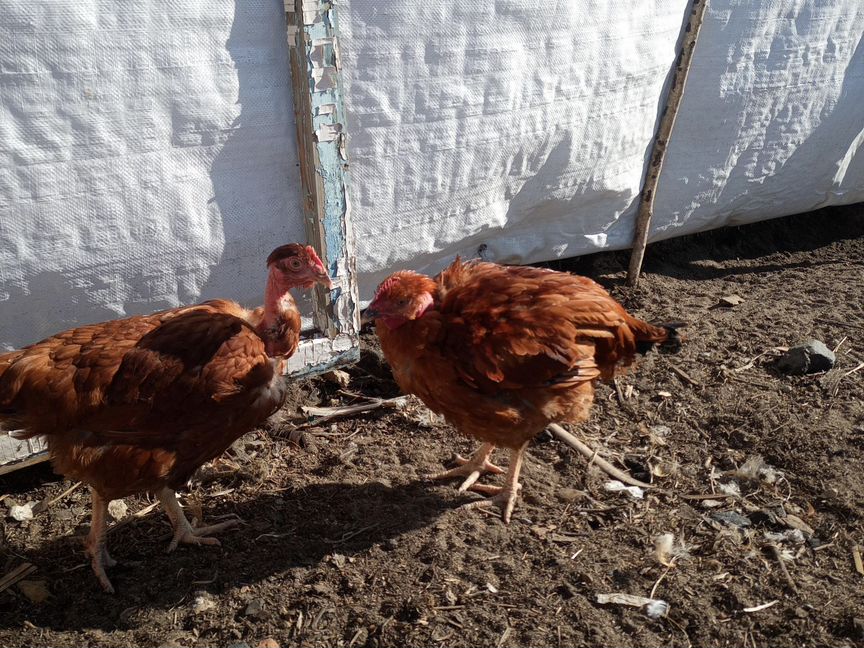 Молодые петухи цветного бройлера породы голошейка