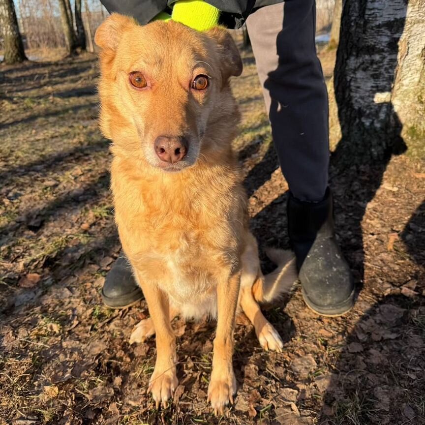 Собачка Принцесса