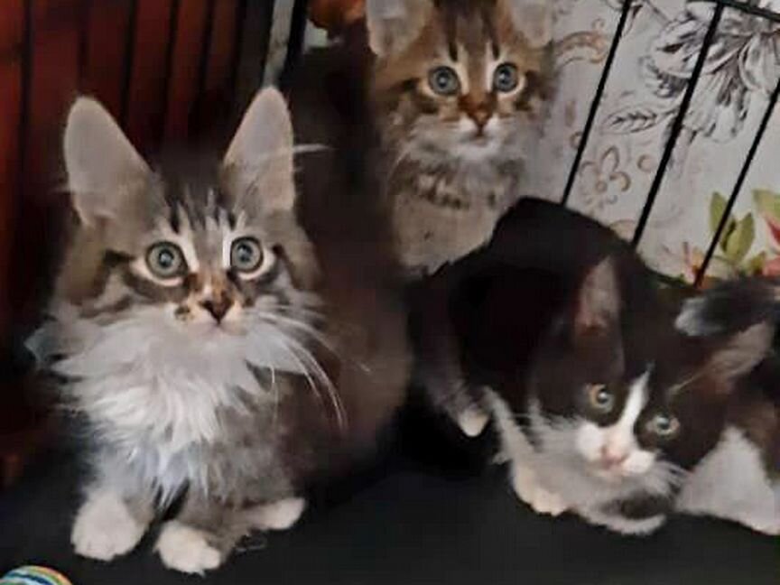 Котята около 3 месяцев в добрые руки