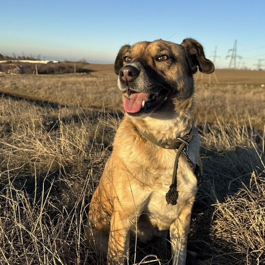 Собака Линда