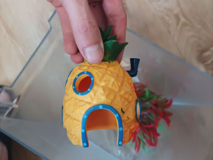 Аквариум (акваферма)