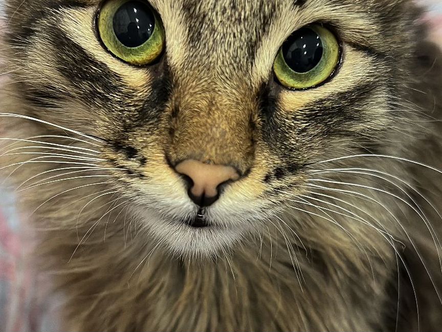 Кот в полоску