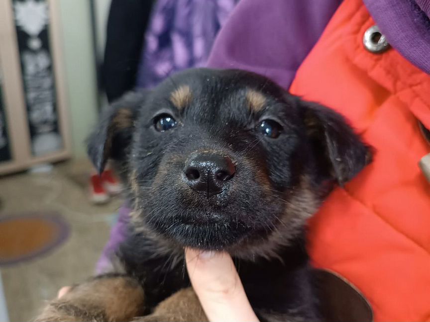 Собака в добрые руки отдам бесплатно