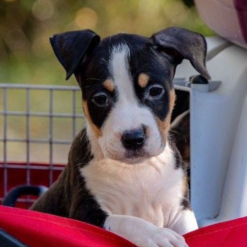 Кобель стаффорда РКФ