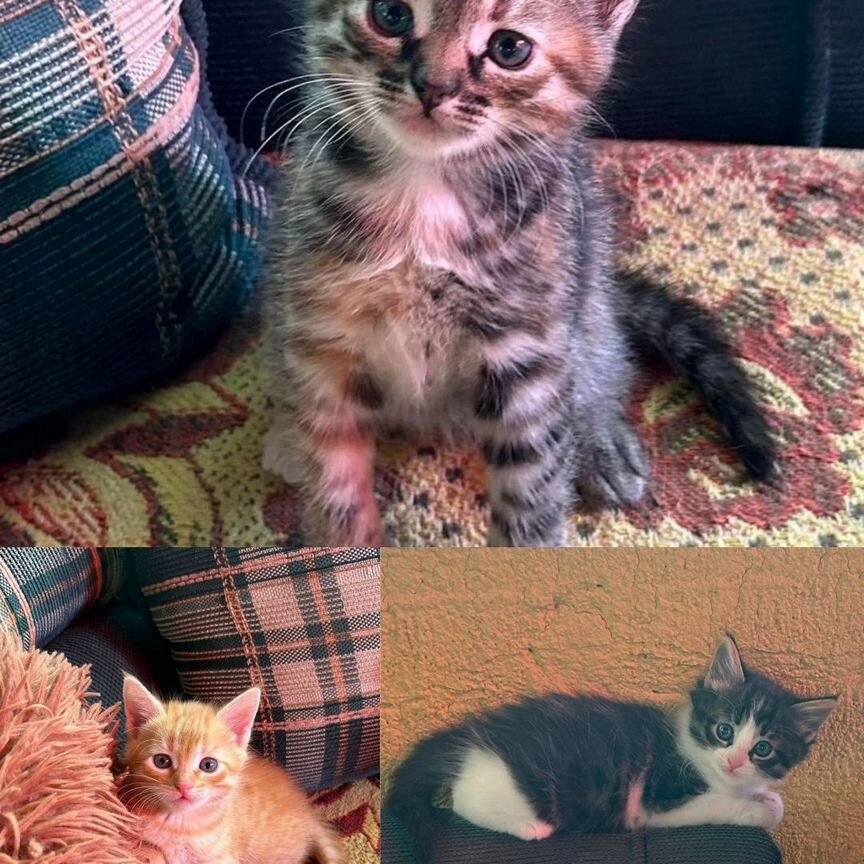 Котята в добрые руки
