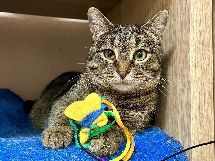 Харизматичная игривая кошка