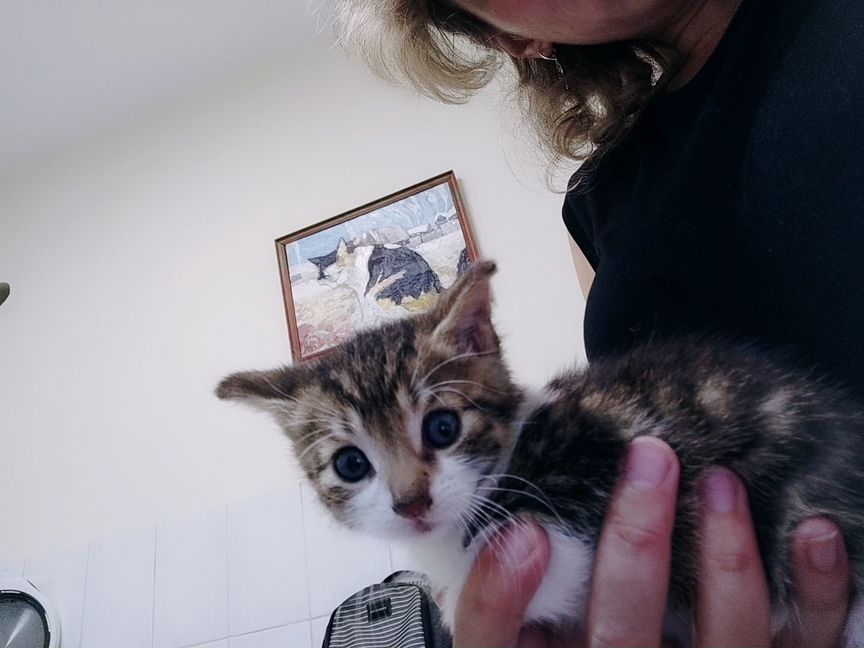 Здоровые замечательные котятки