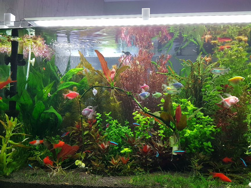 Эхинодорус лагенандра растения для аквариума