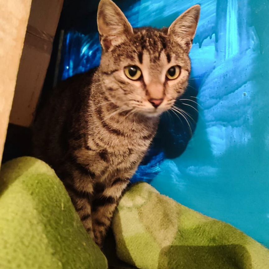 Кошечка-хаврошечка в самые лучшие руки