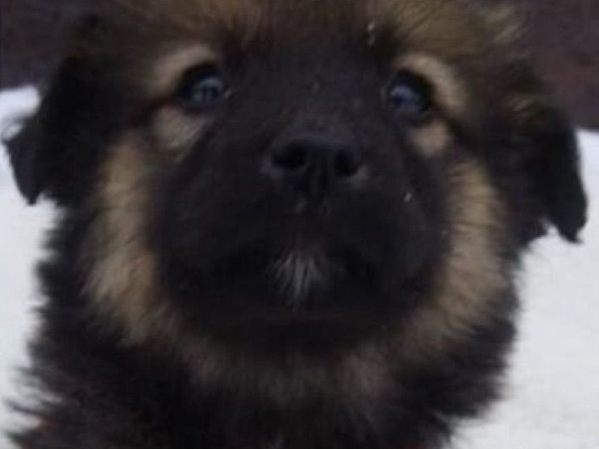 Щенок Овчаренок в добрые руки