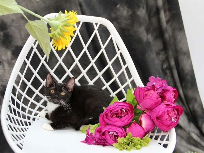 Милейший котёнок