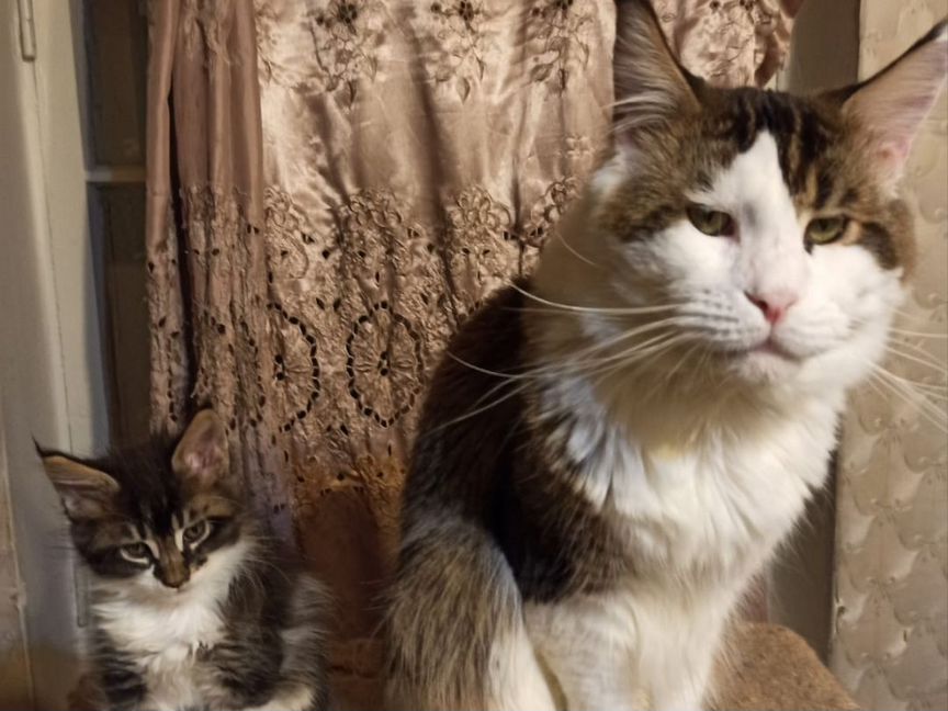 Котята мейн-кун