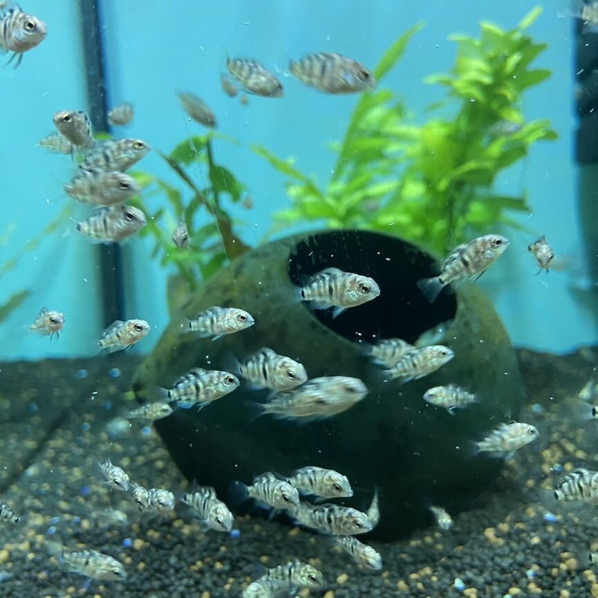 Сапфировый попугай