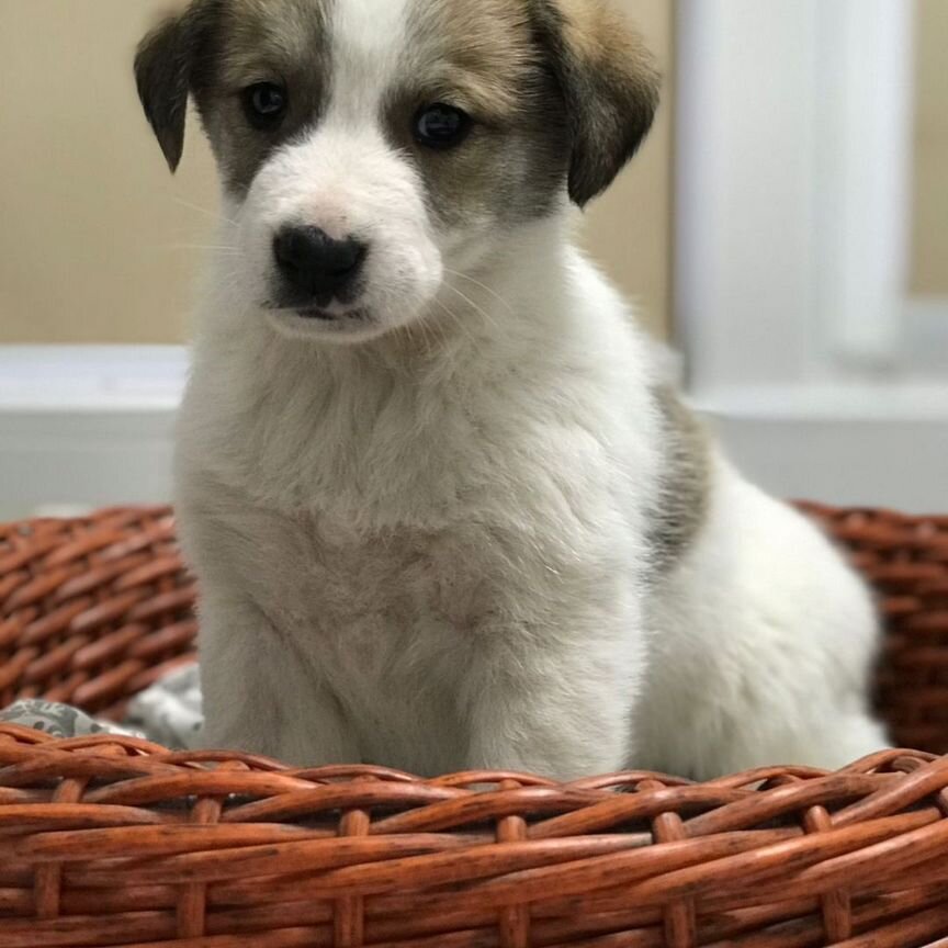 Щенок в добрые руки бесплатно