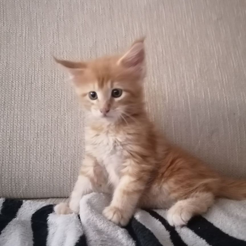 Котенок мейнкун девочка