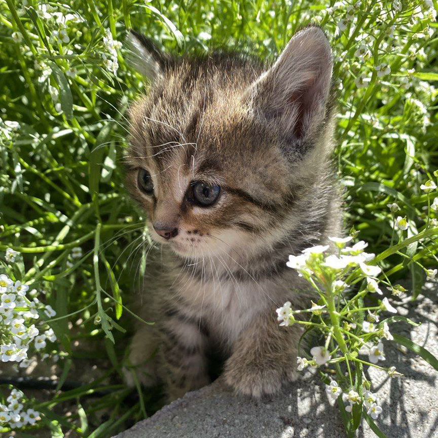 Котята в добрые руки бесплатно