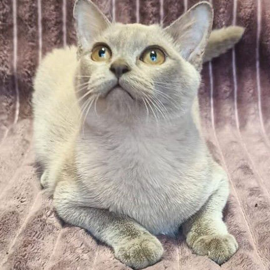 Лиловые котики Европейской бурмы