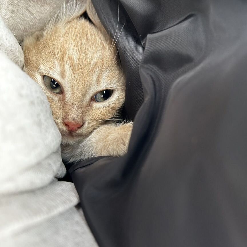 Рыжий котенок